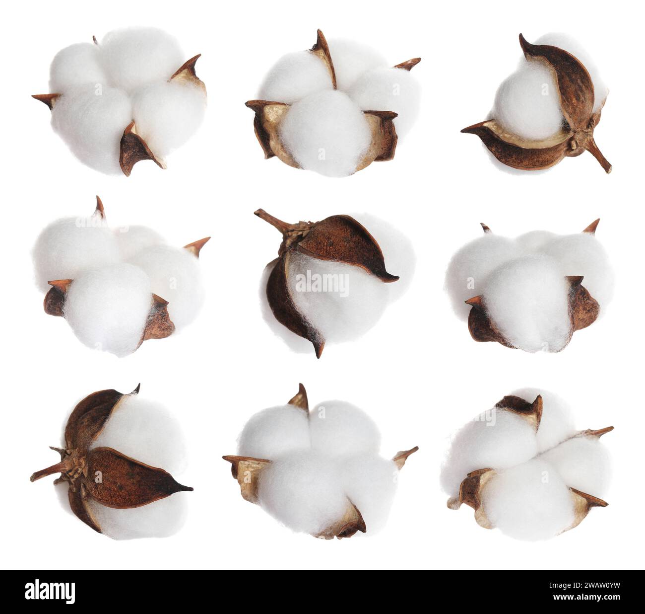 Fluffy cotton flowers isolated on white, set Stock Photo - Alamy
