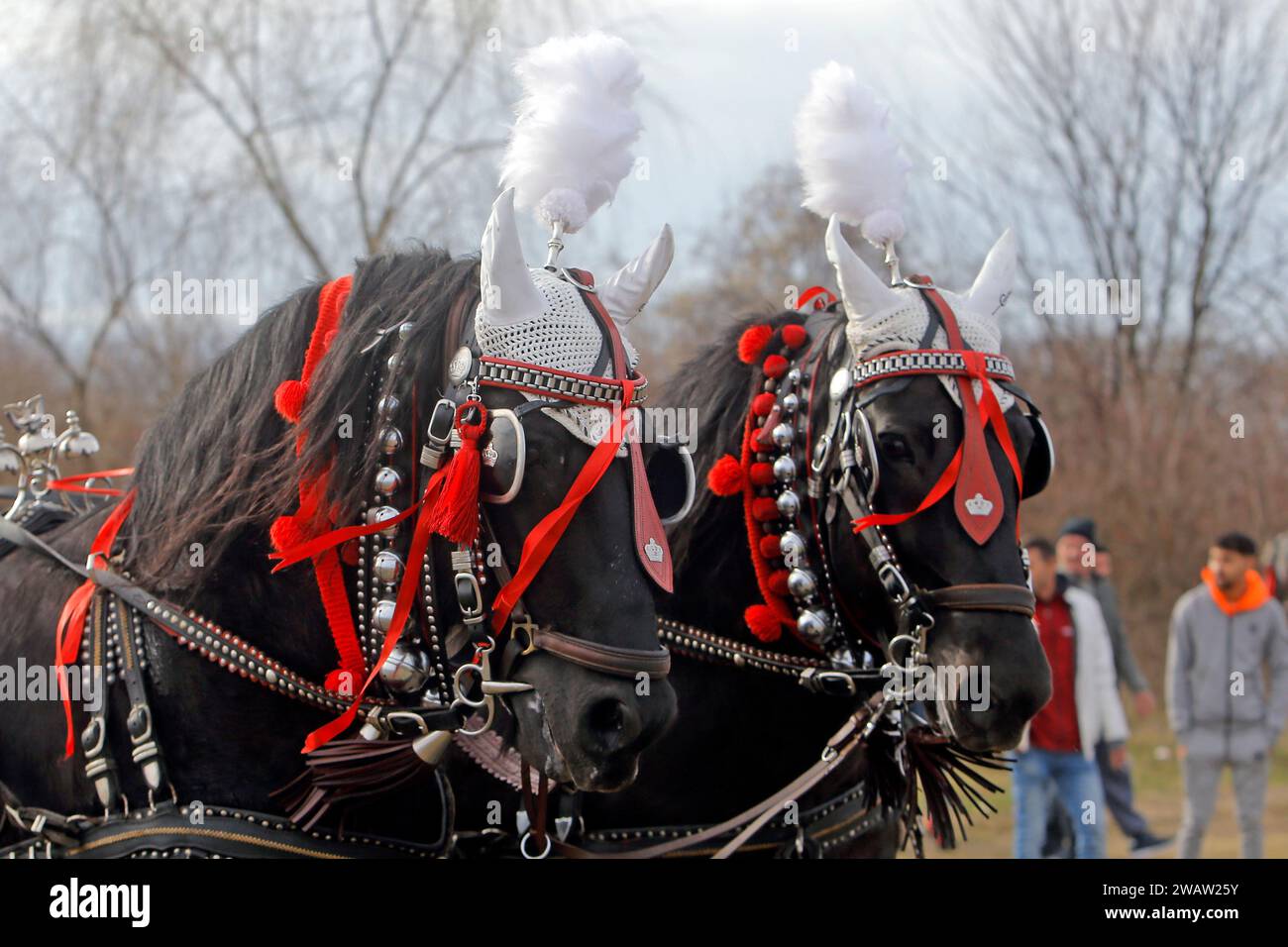 Bucharest, Romania. 6th Jan, 2024. Decorated horses are seen ahead of ...