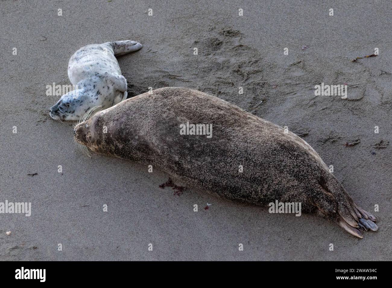 Harbor seals (Phoca vitulina) lying on birthing beach in Point Lobos ...