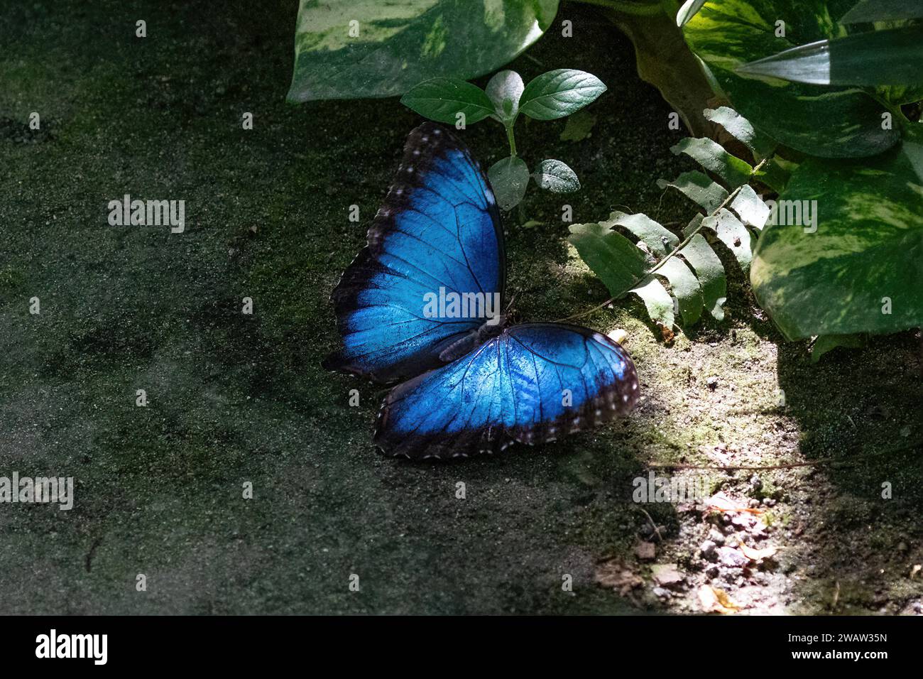 Blue Morpho butterfly (Morpho menelaus) resting on the ground, on the ...