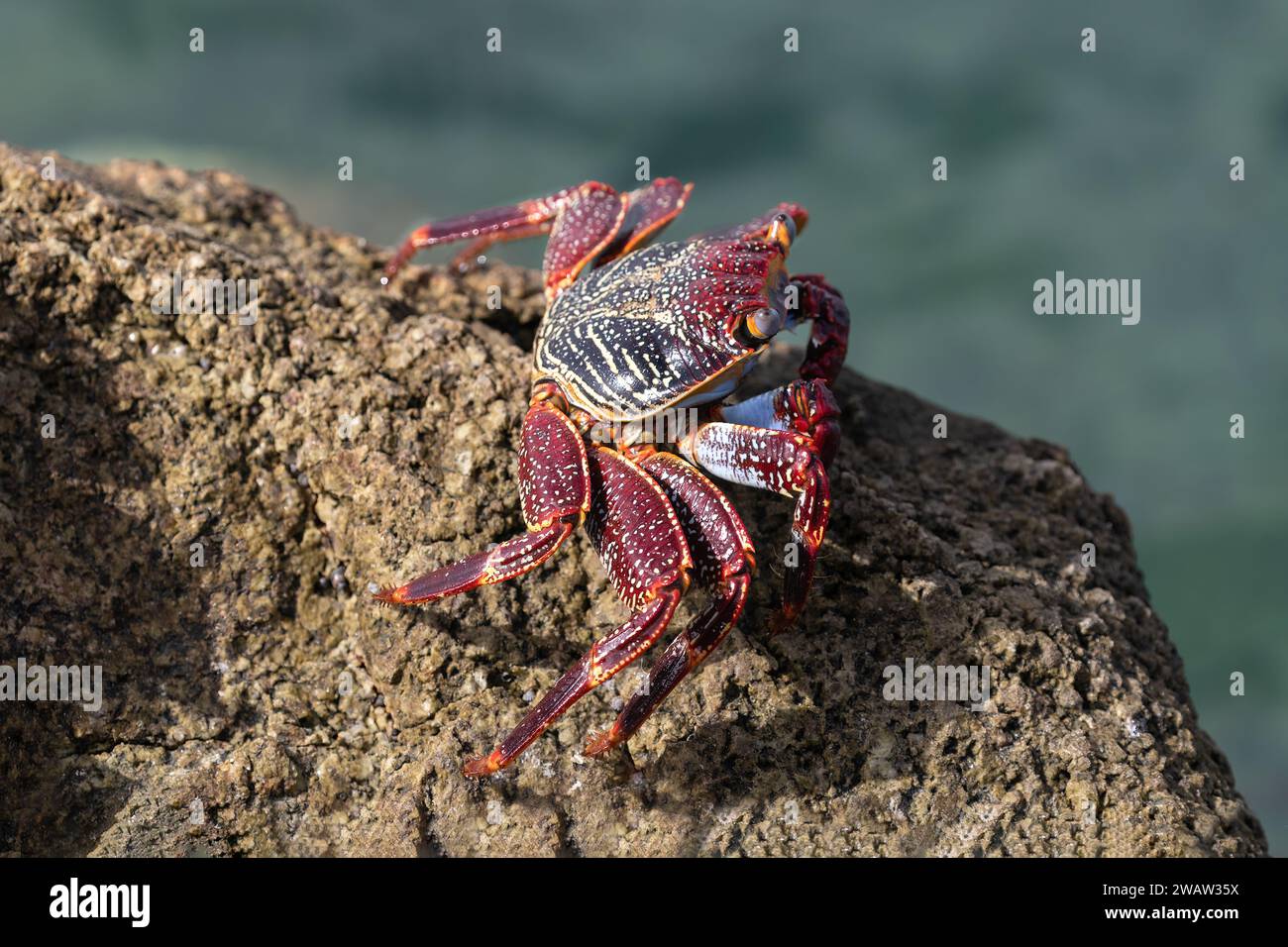 Red Sally Lightfoot Crab (Grapsus grapsus) on rock at the beach in ...