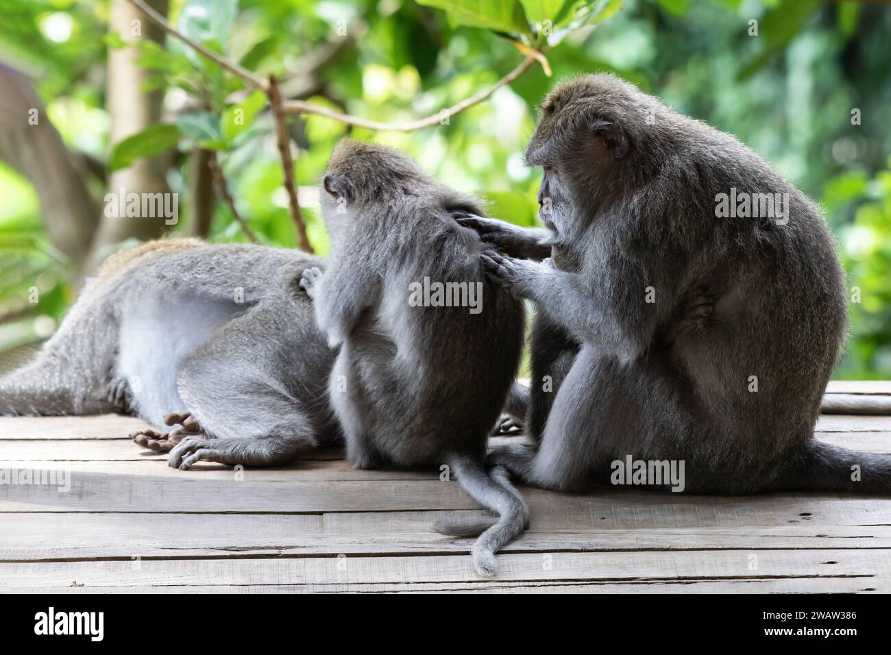 Three Balinese long tailed monkeys (Macaque) in Ubud, Bali, Indonesia ...
