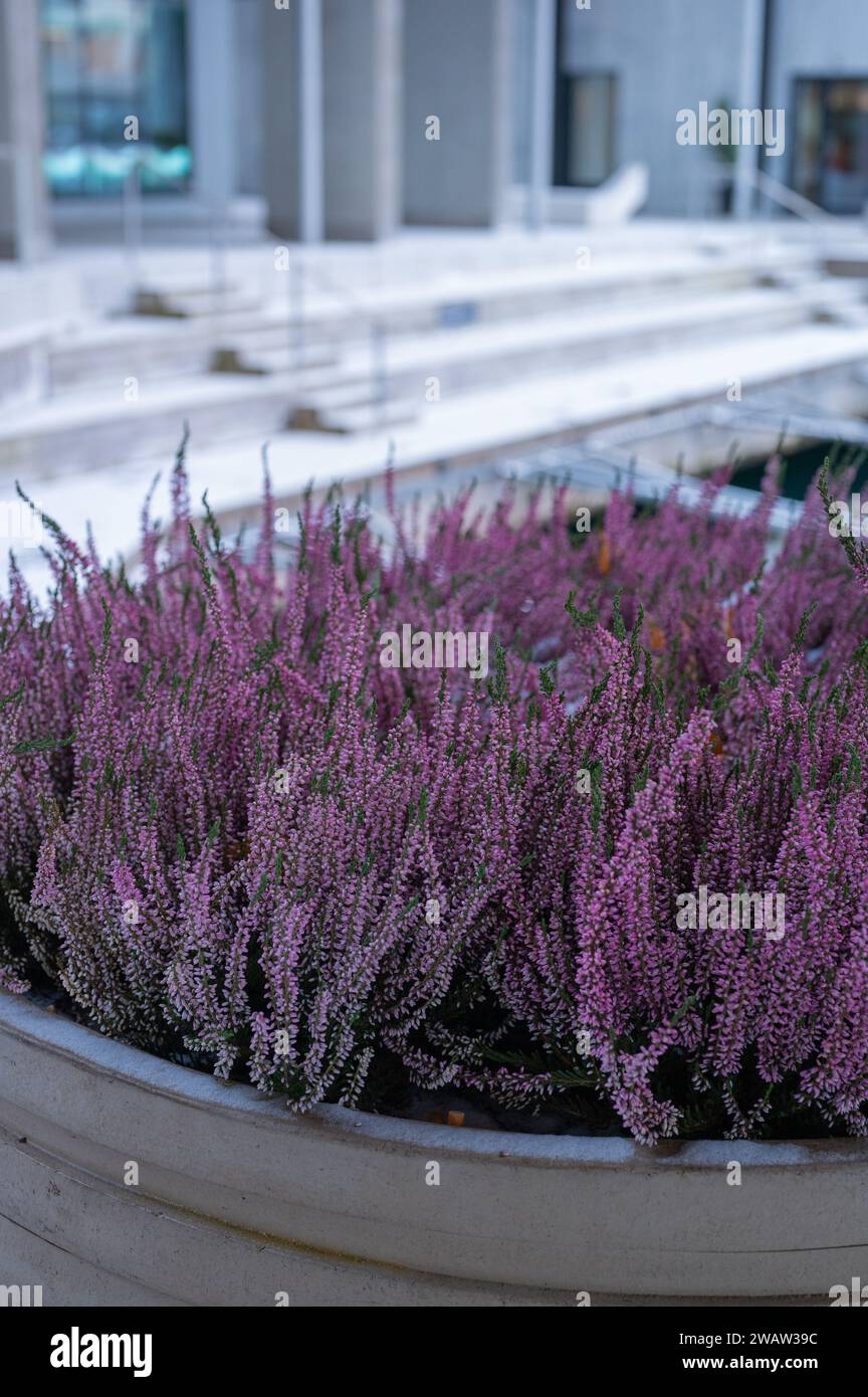 Cold tolerant heather blooming in a metal container on a cold December ...