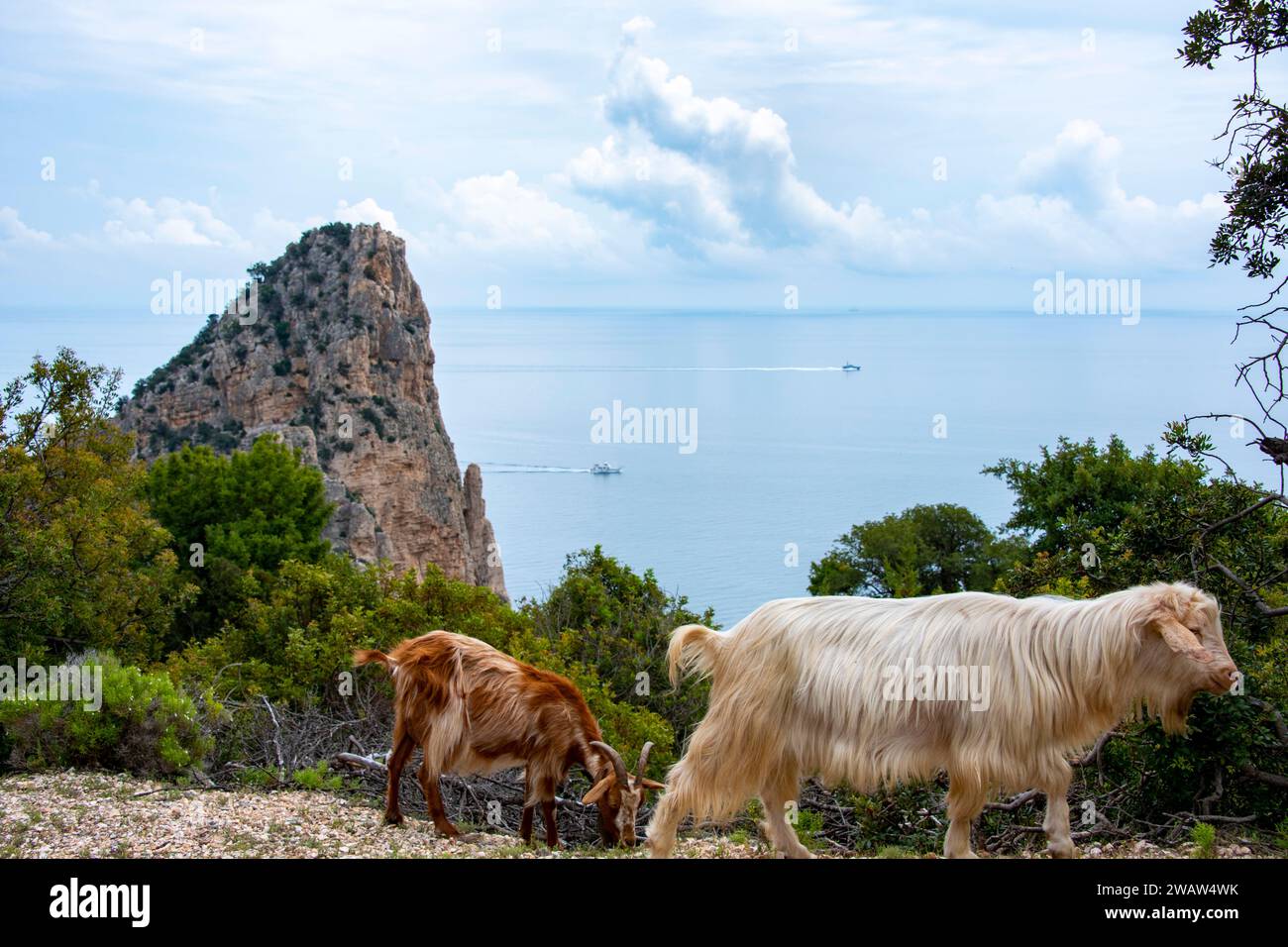 Sarda Goats - Sardinia - Italy Stock Photo - Alamy