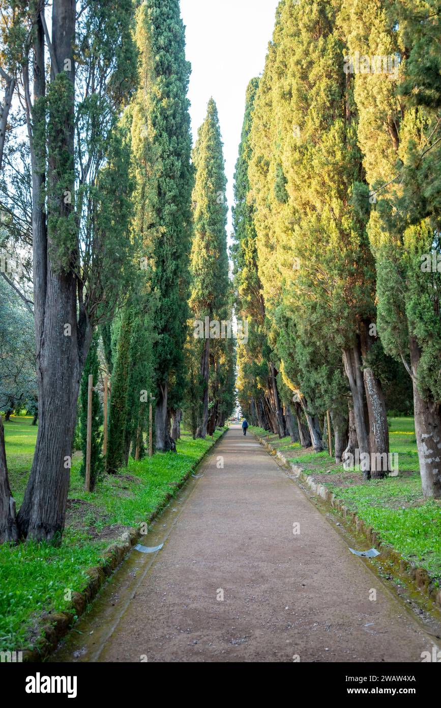 Old poplar tree hi-res stock photography and images - Alamy