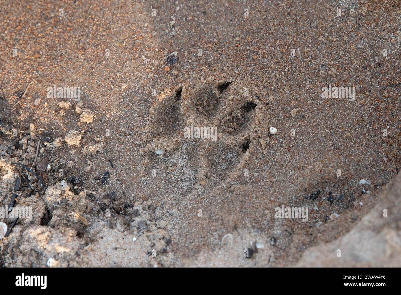 Dog paw print in the sand Stock Photo - Alamy