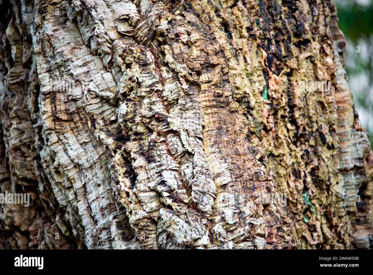 Cork Oak Tree in Italy Stock Photo - Alamy