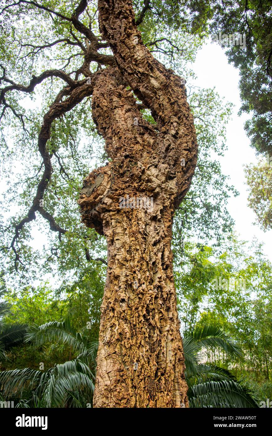 Cork Oak Tree in Italy Stock Photo - Alamy
