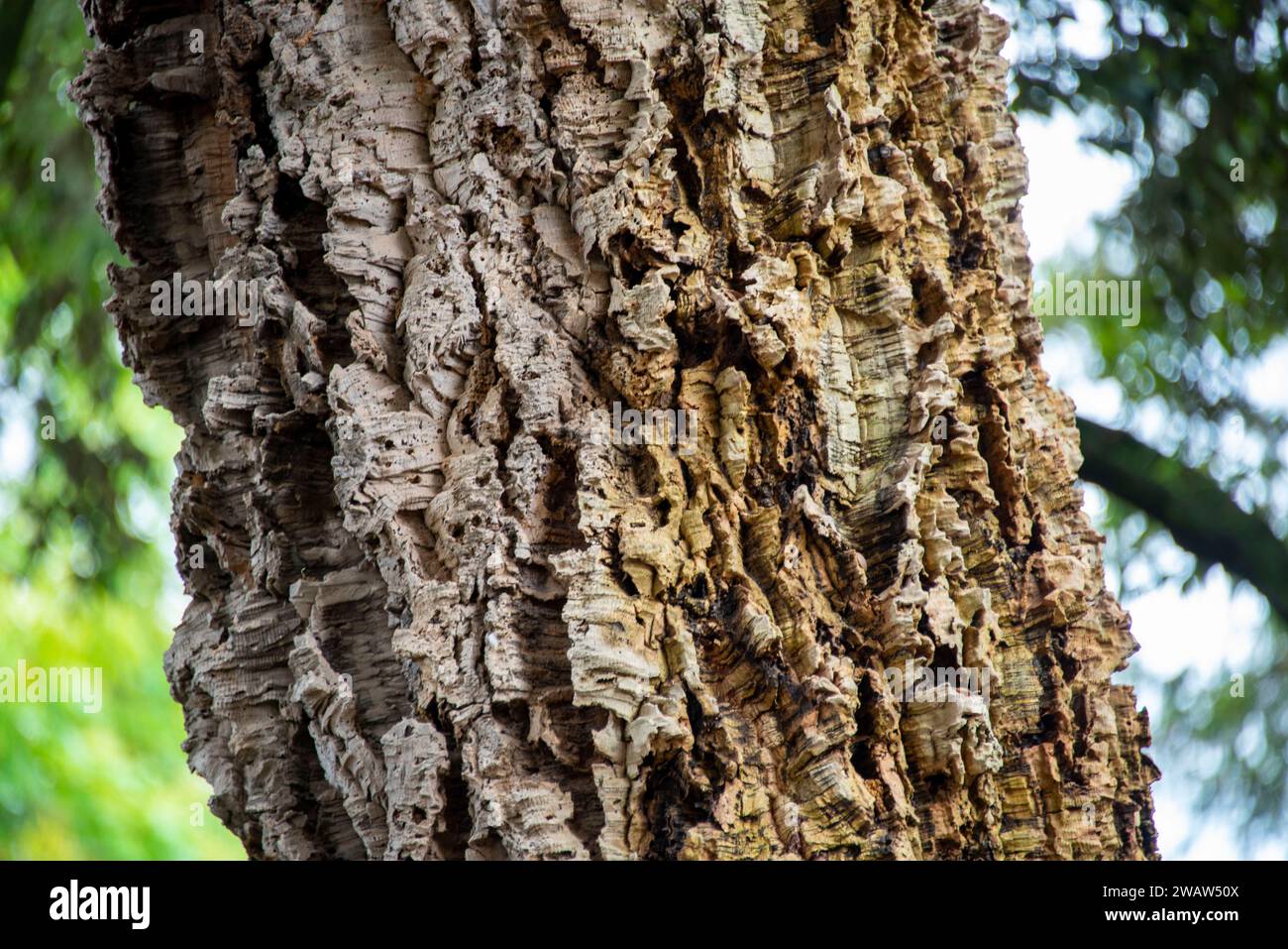Cork Oak Tree in Italy Stock Photo - Alamy