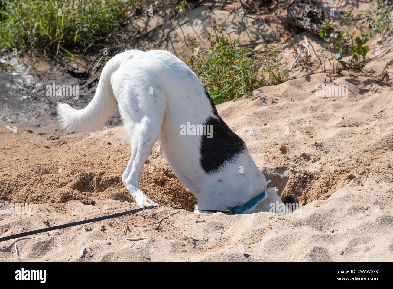 Black and white dog digging at the beach on lake Manitoba, Canada Stock ...