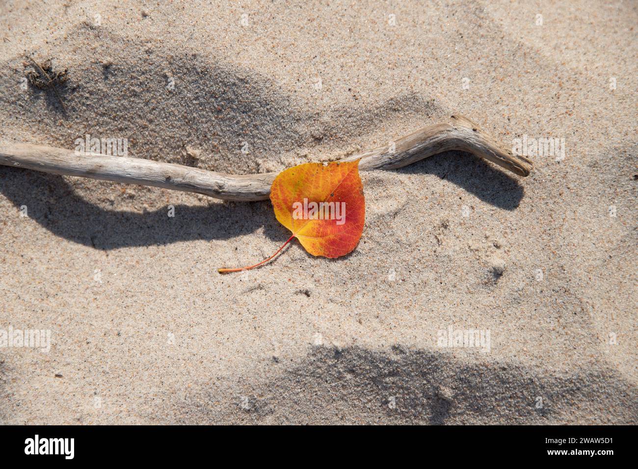 Leaf drift hi-res stock photography and images - Alamy
