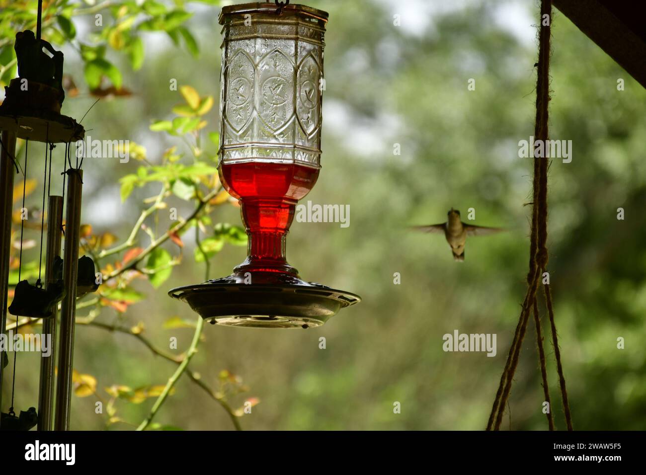 Female blue throated hummingbird hi-res stock photography and images ...