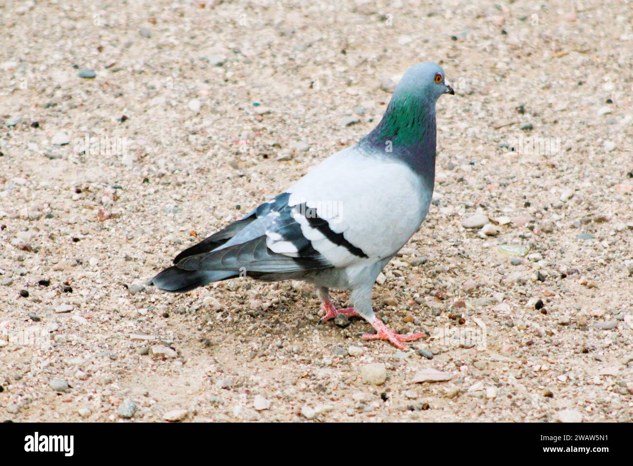 Pigeon profile in the sand Stock Photo - Alamy