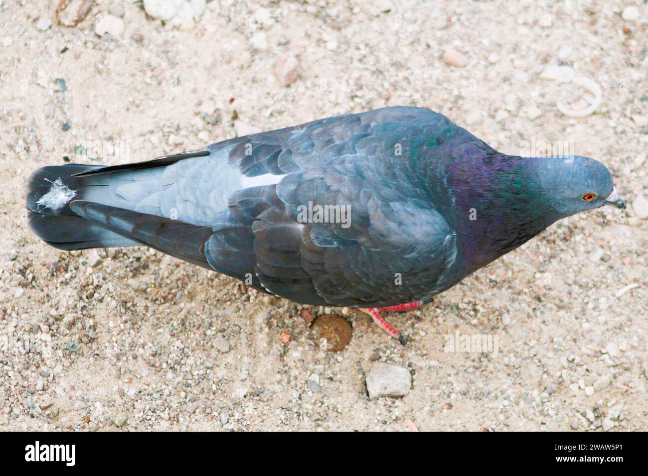 Pigeon profile in the sand Stock Photo - Alamy