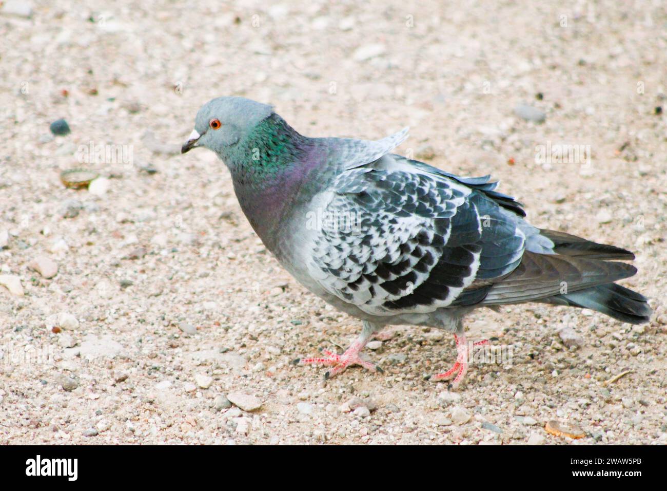 Pigeon profile in the sand Stock Photo - Alamy