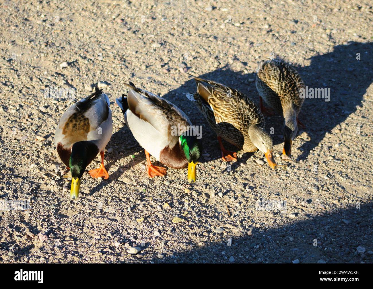 Ducks following each other hi-res stock photography and images - Alamy
