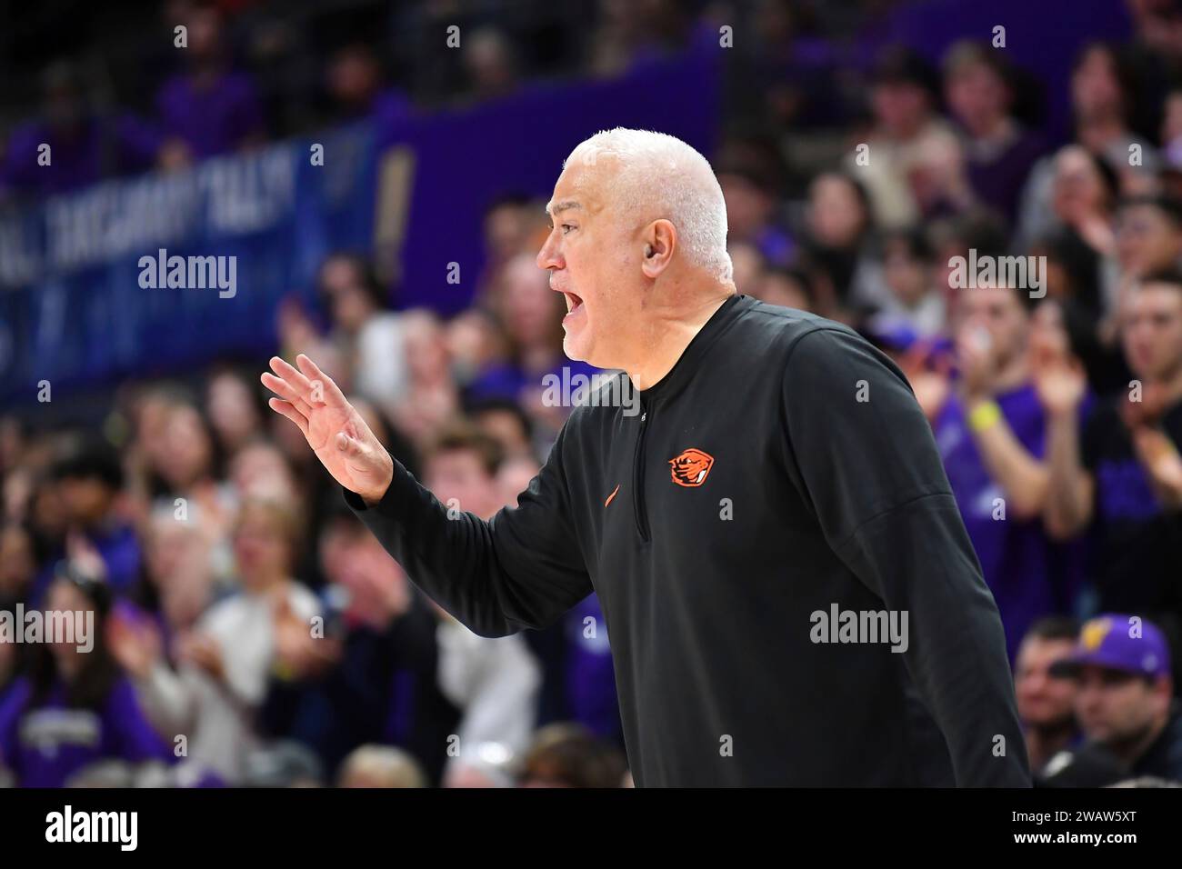 January 06, 2024: Oregon State Coach Wayne Tinkle shouts instructions ...