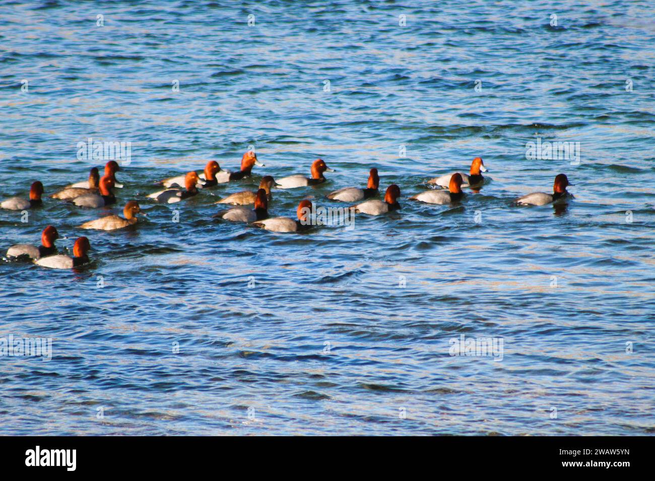 Redheaded ducks hi-res stock photography and images - Alamy