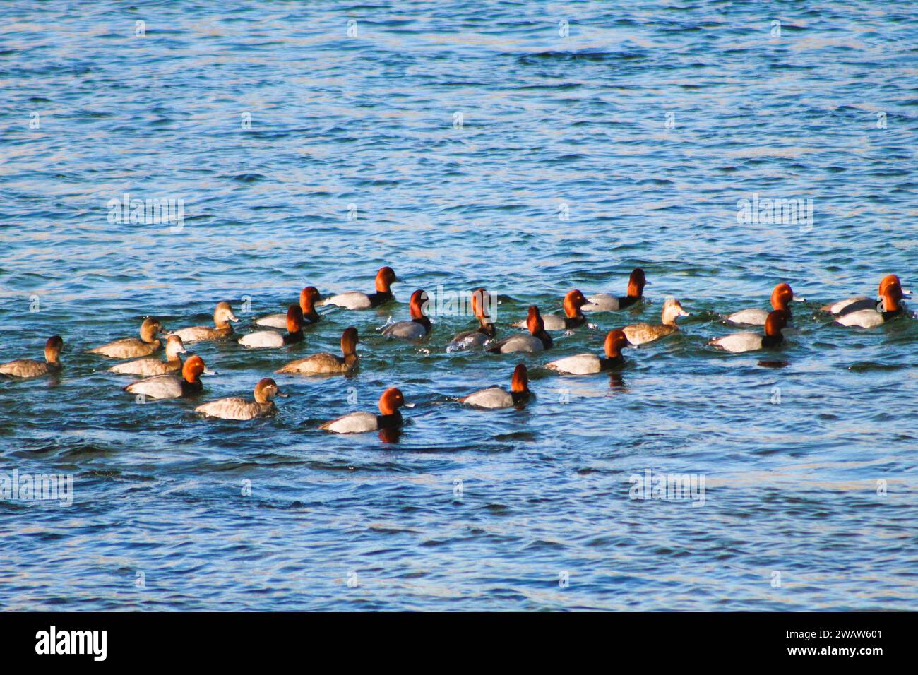 Redhead ducks paddling hi-res stock photography and images - Alamy