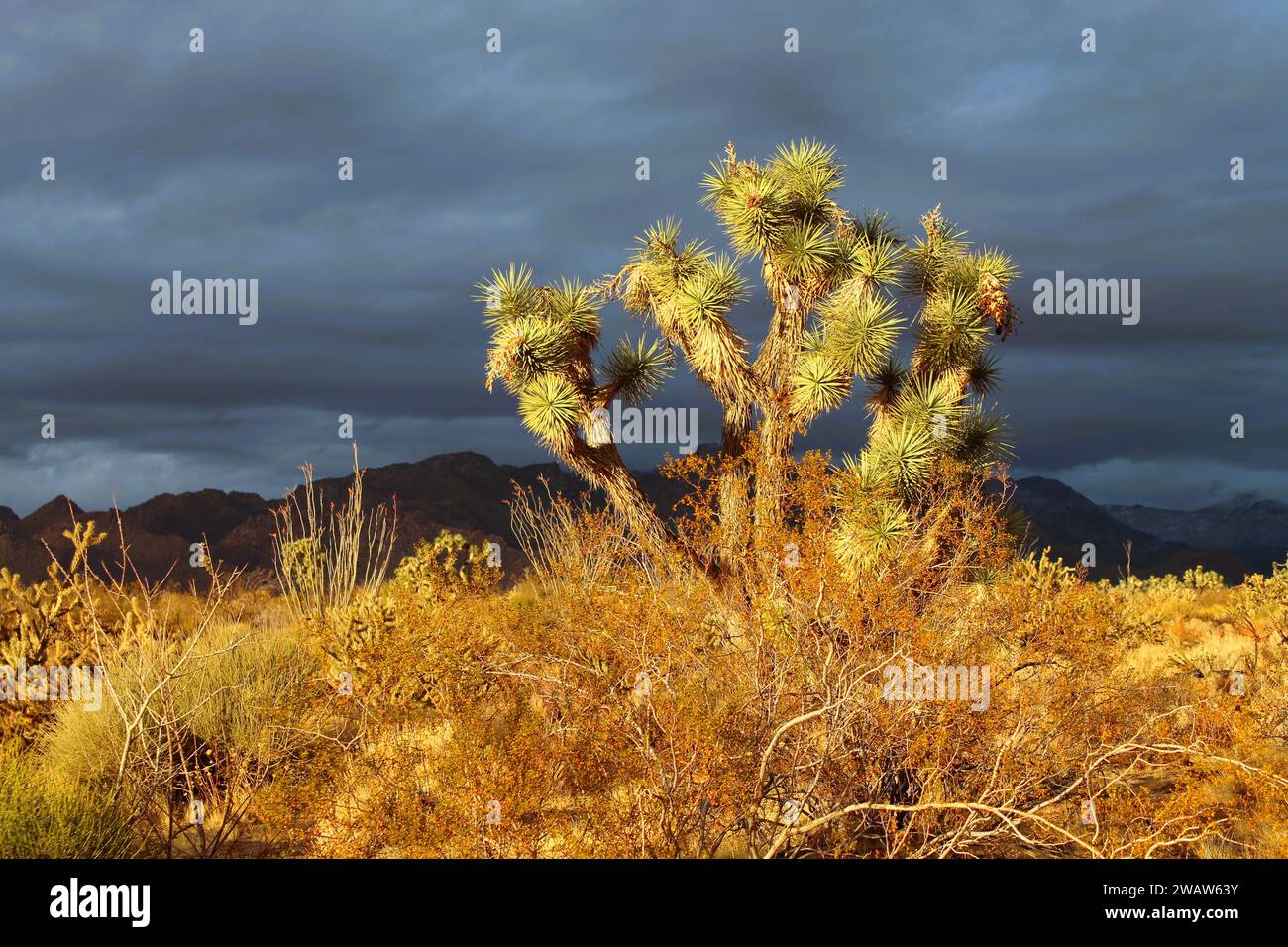 Rain storm desert hi-res stock photography and images - Alamy