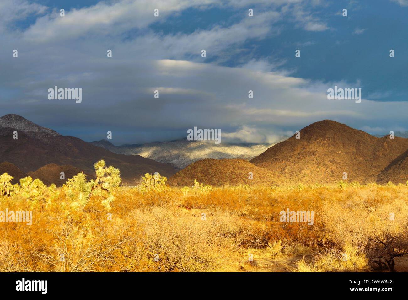 Moisture in desert hi-res stock photography and images - Alamy