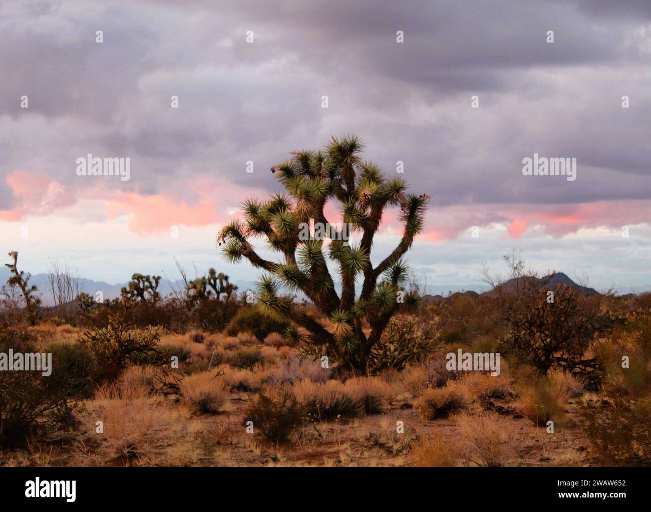 The Desert after a rain at sunset with Joshua tree Stock Photo - Alamy