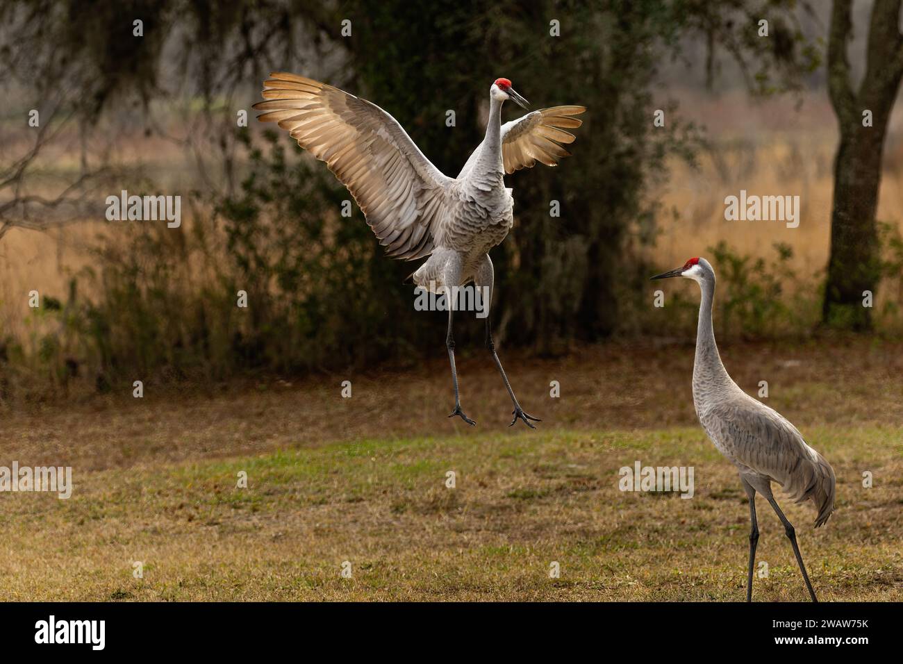 Dancing cranes hi-res stock photography and images - Alamy