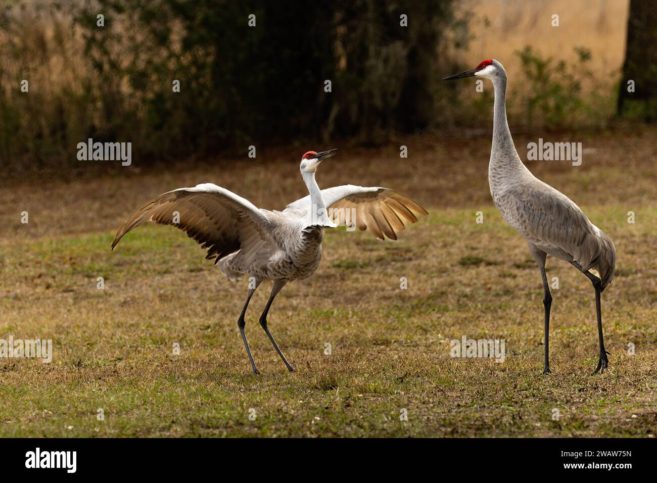 Dancing birds hi-res stock photography and images - Alamy