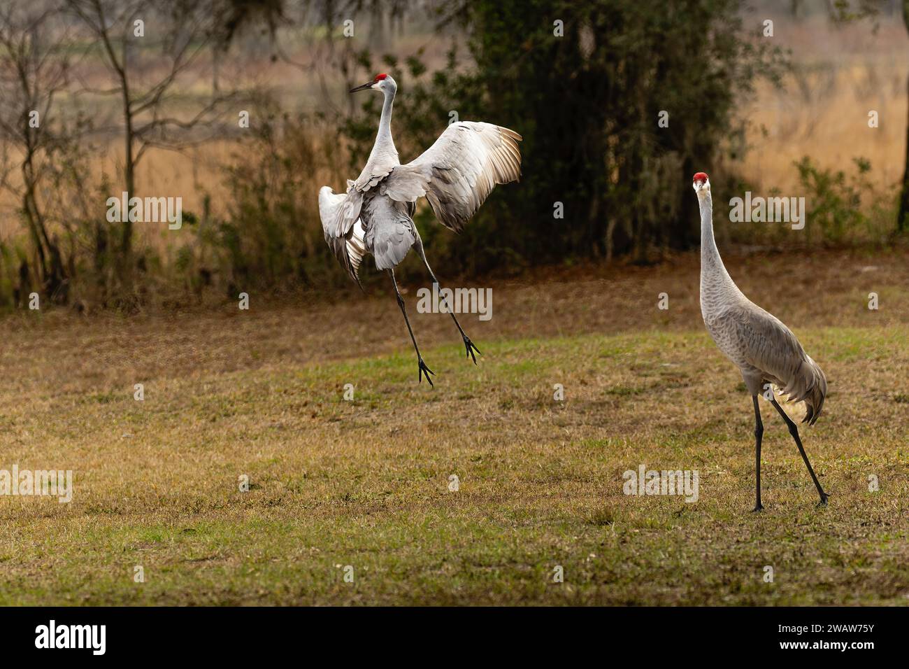 Dancing cranes hi-res stock photography and images - Alamy