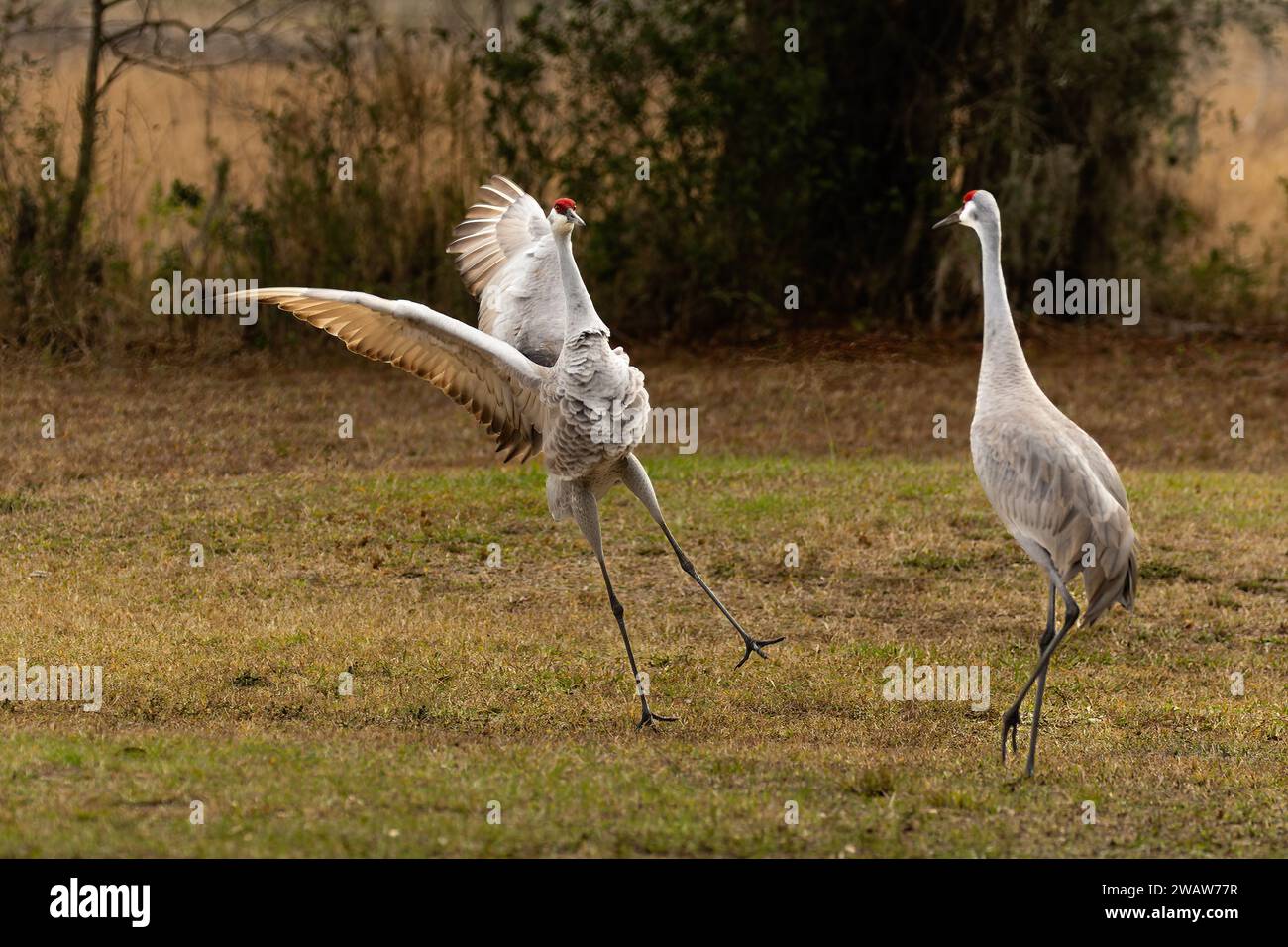 Birds dancing hi-res stock photography and images - Alamy