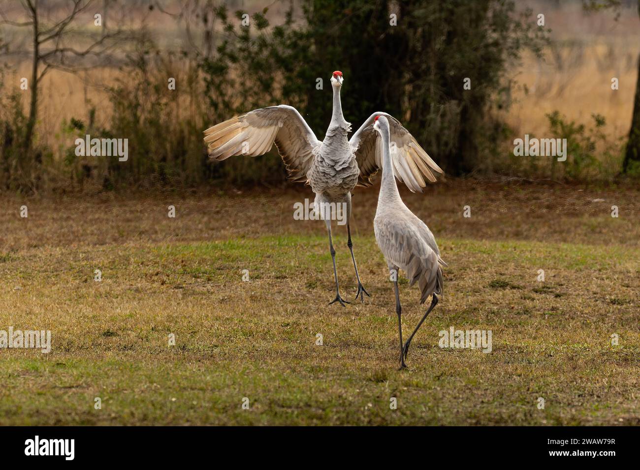 Dancing birds hi-res stock photography and images - Alamy