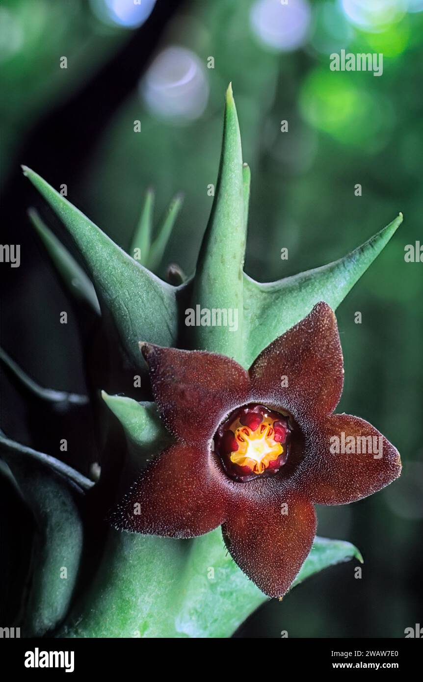 Caralluma hi-res stock photography and images - Alamy