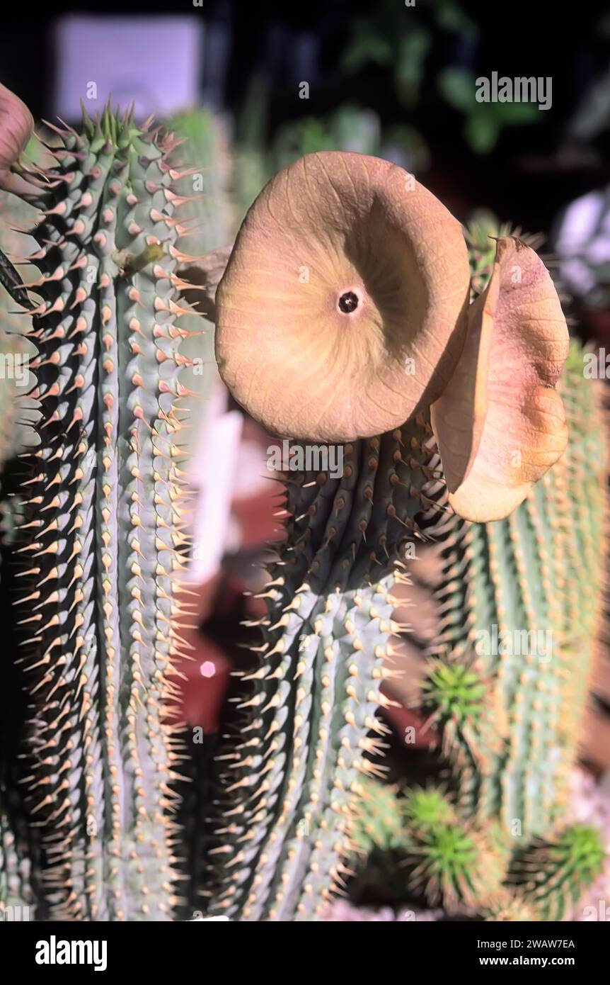 Hoodia gordonii hi-res stock photography and images - Alamy