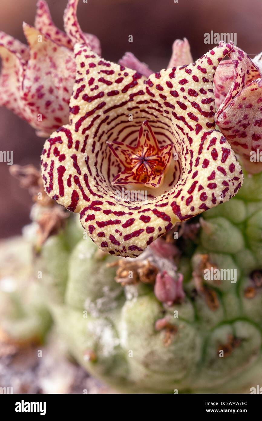 Larryleachia picta hi-res stock photography and images - Alamy