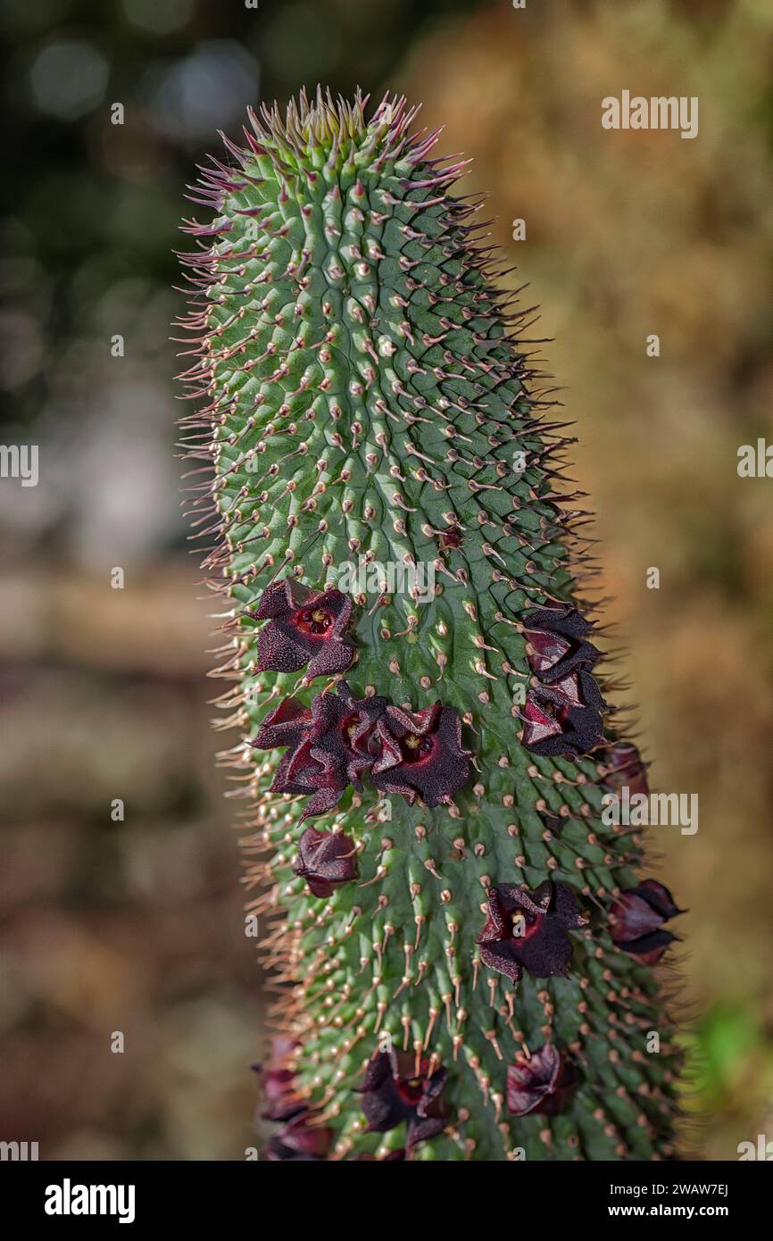 Hoodia pilifera, Apocynaceae. Ornamental succulent plant. rare herb of ...