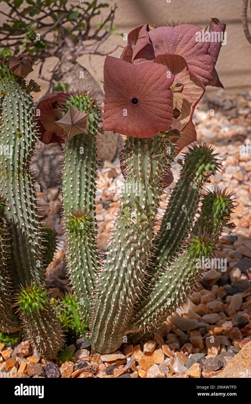 Hoodia gordonii hi-res stock photography and images - Alamy
