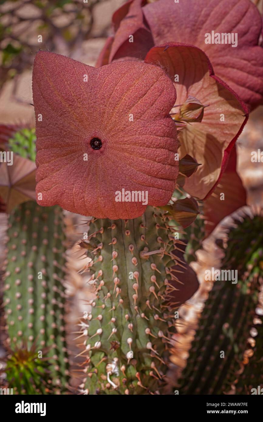 Hoodia gordonii hi-res stock photography and images - Alamy