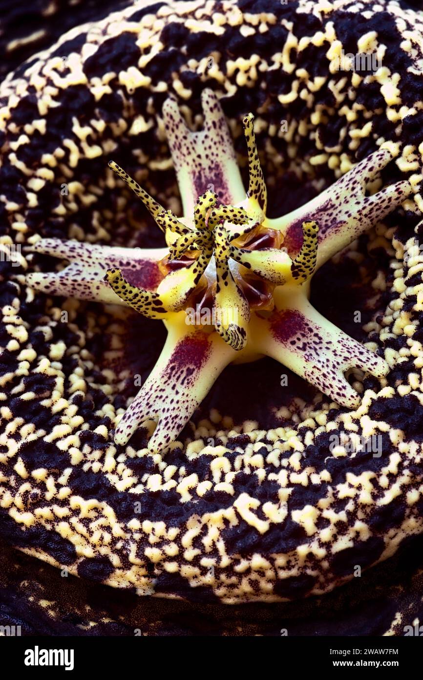 Orbea variegata, Apocynaceae. Ornamental succulent plant. rare herb of ...