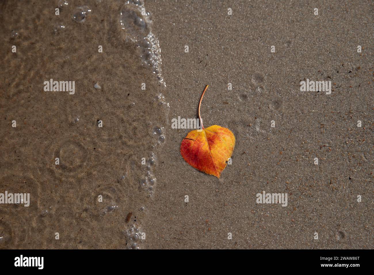 Fall leaf floating in the waves Stock Photo - Alamy