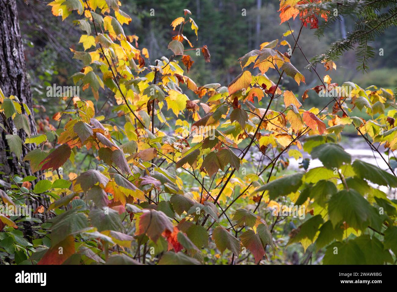 Fall foliage in the woods of Manitoba, Canada Stock Photo - Alamy