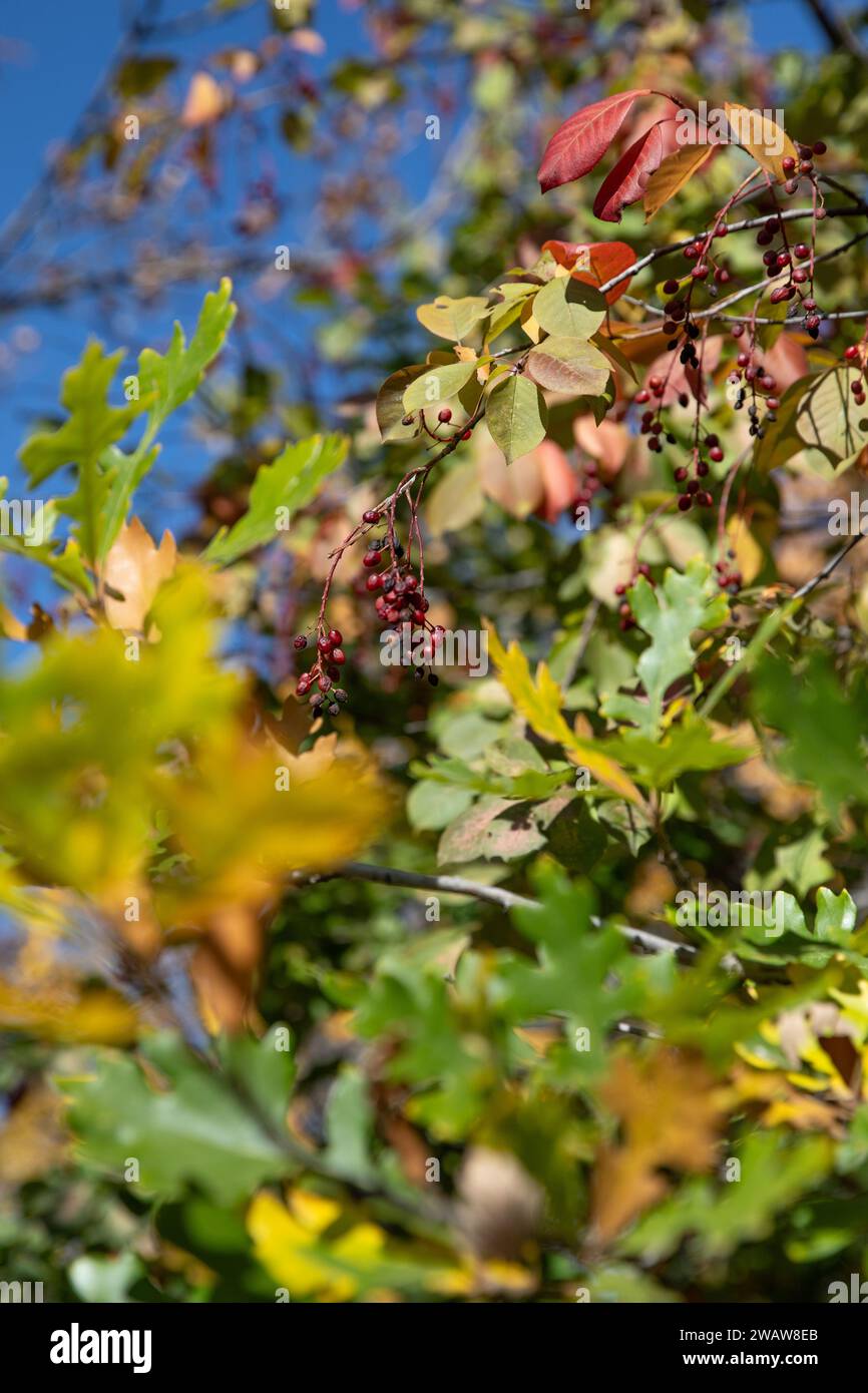 Oak foliage display hi-res stock photography and images - Alamy
