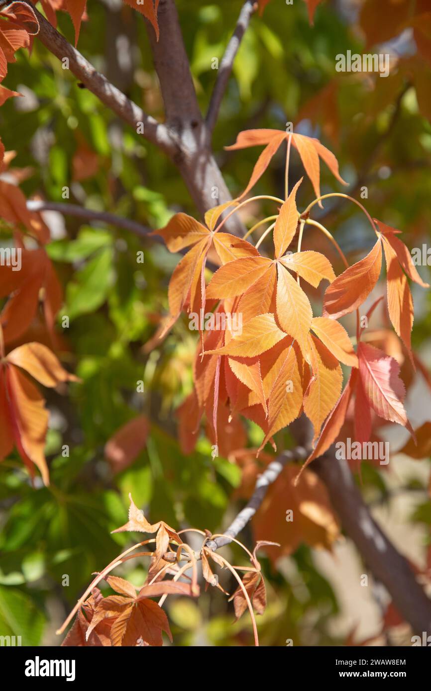 Bright orange tree with sets of five leaf clusters Stock Photo - Alamy