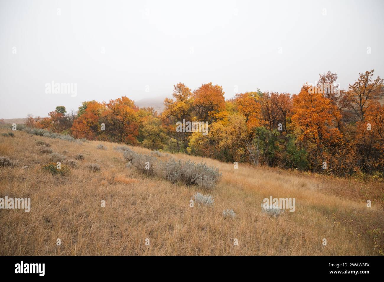 Fall view from a hilltop, Rockglen, Saskatchewan, Canada Stock Photo ...