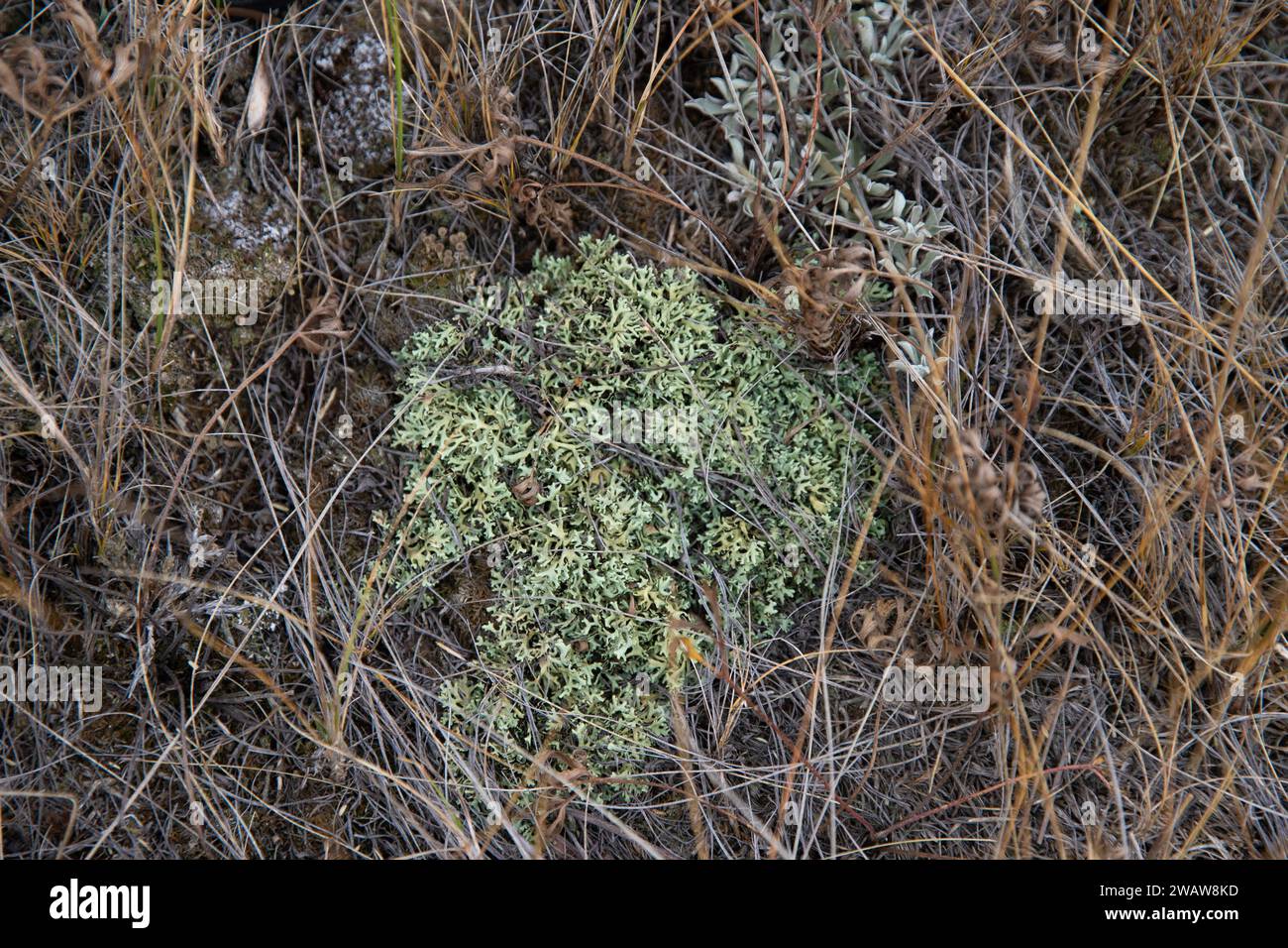 Saskatchewan native plants hi-res stock photography and images - Alamy