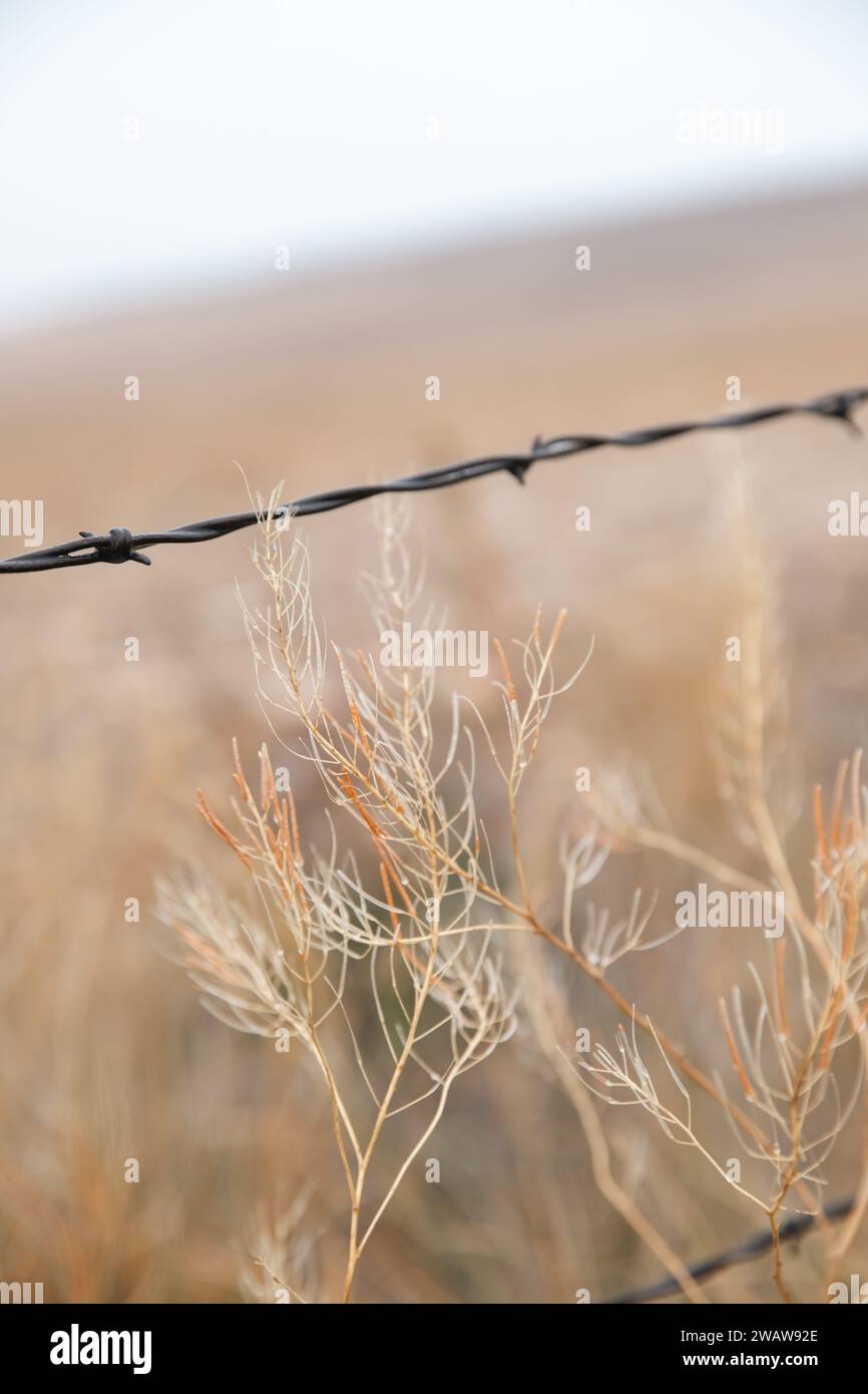 Fall shrubs near a barbed wire fence Stock Photo - Alamy