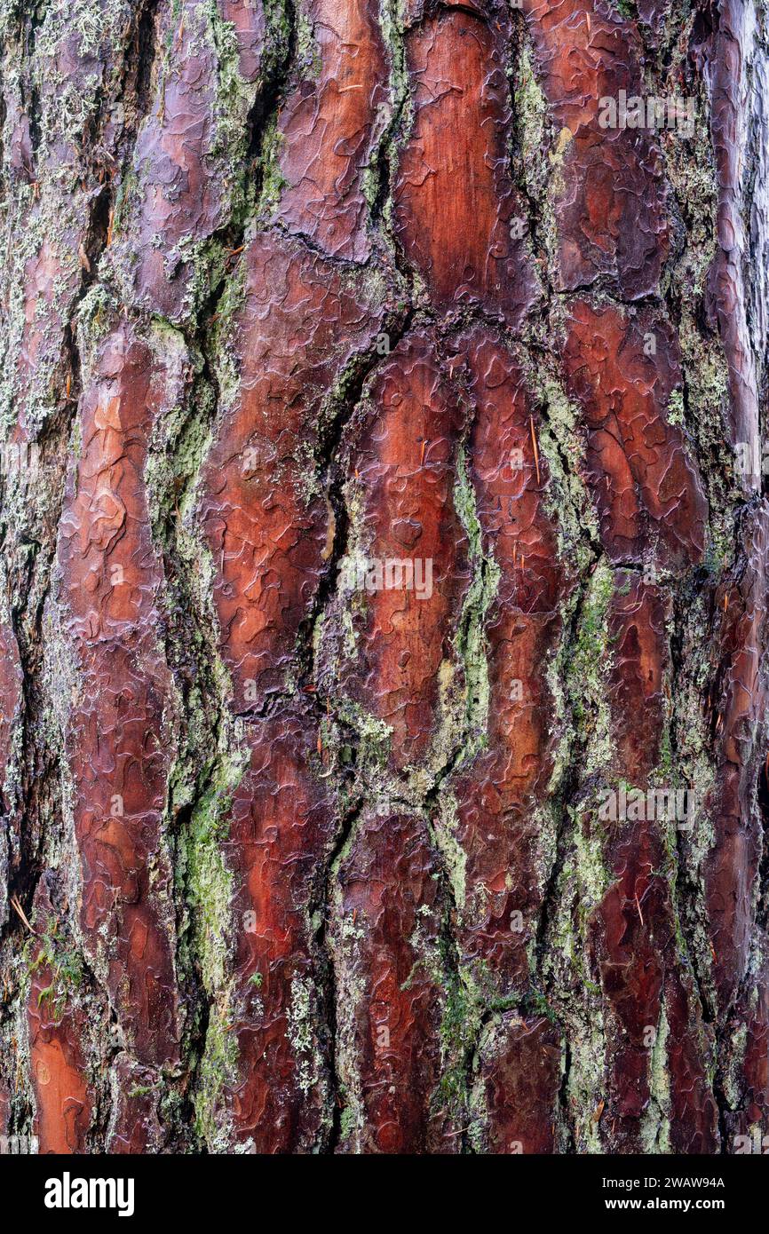 Pinus sylvestris. Scots pine tree bark. Scotland Stock Photo - Alamy