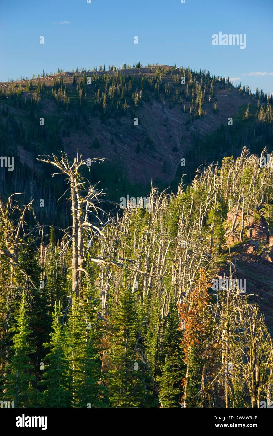 High elevation forest hi-res stock photography and images - Alamy