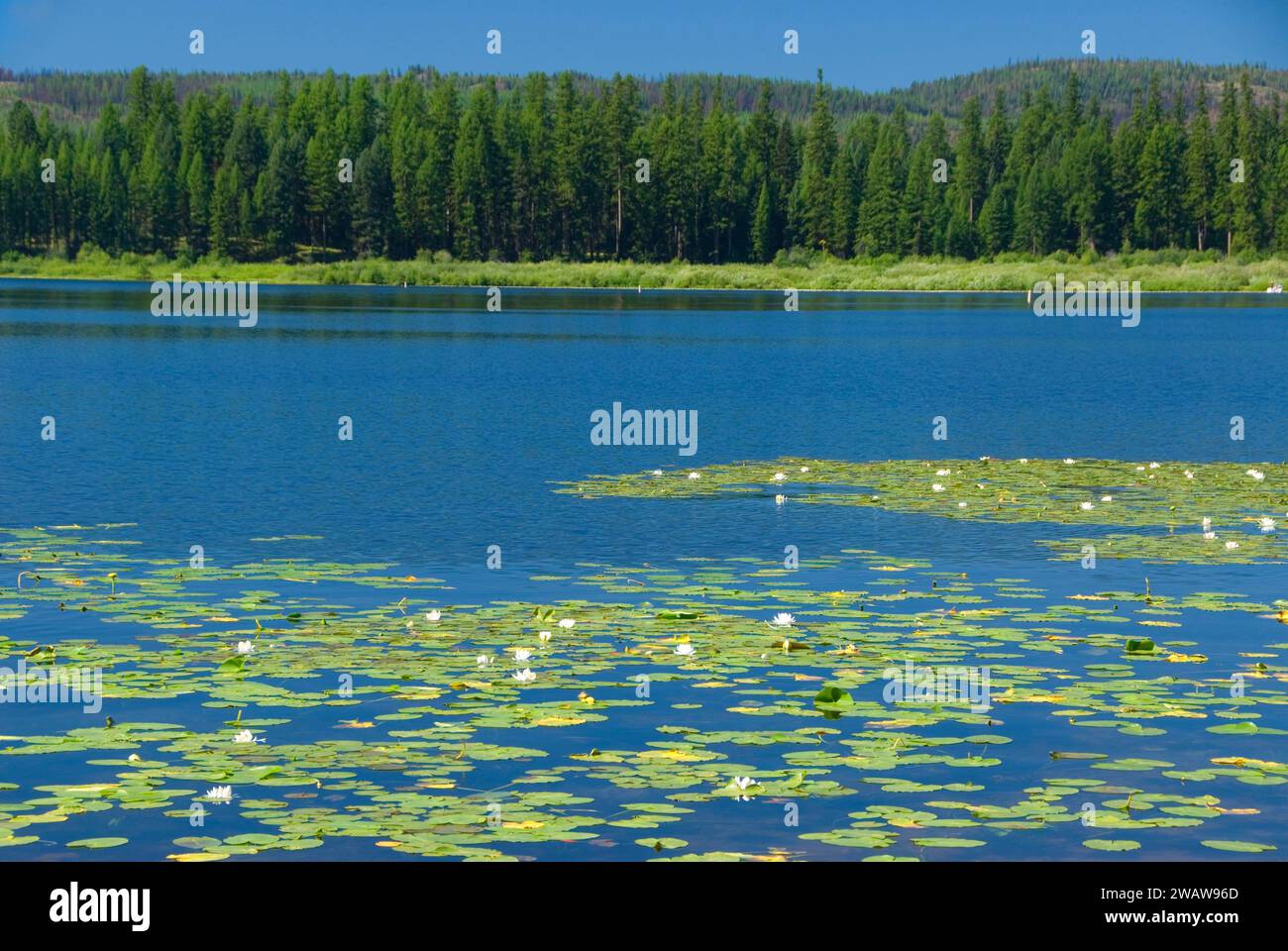 Seeley Lake, Lolo National Forest, Montana Stock Photo - Alamy