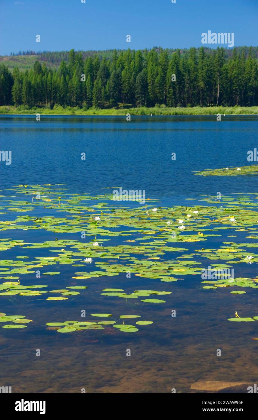 Seeley Lake, Lolo National Forest, Montana Stock Photo - Alamy