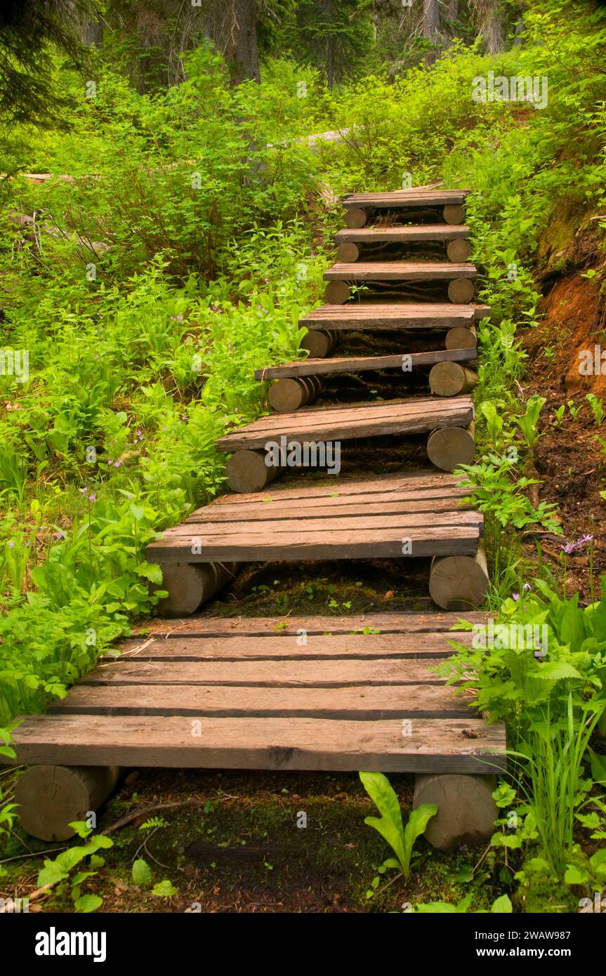 Cliff Lake Trail stairs, Lolo National Forest, Montana Stock Photo - Alamy